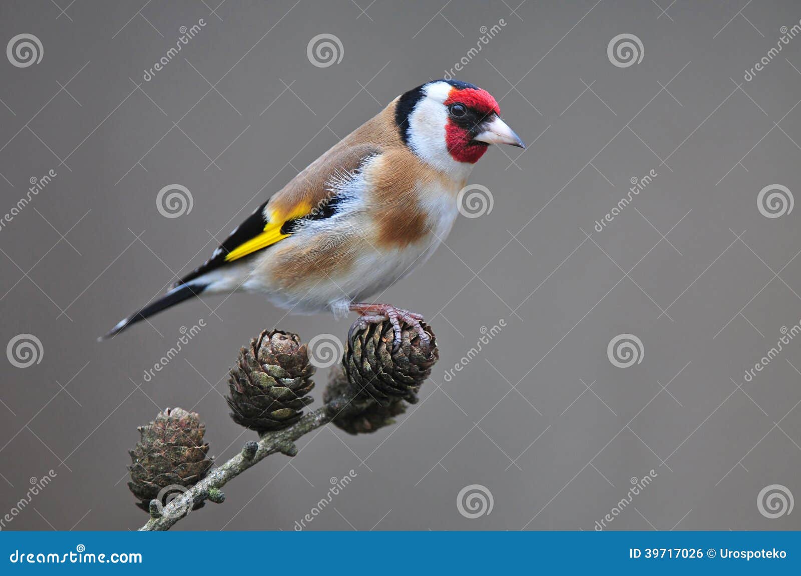 Distelvink stock foto. Image of klein, kleurrijk, vleugel - 39717026