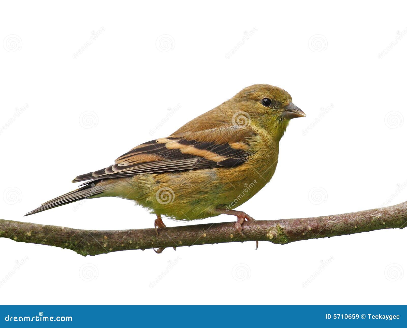 Distelvink stock afbeelding. Image of zangvogel, takje - 5710659