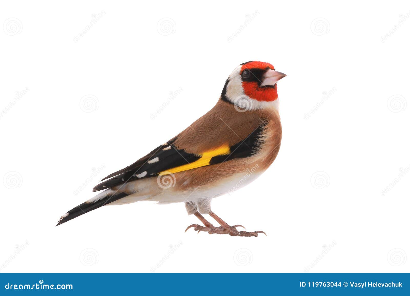 Distelvink Op Een Wit Wordt Geïsoleerd Dat Stock Foto - Image of boom ...