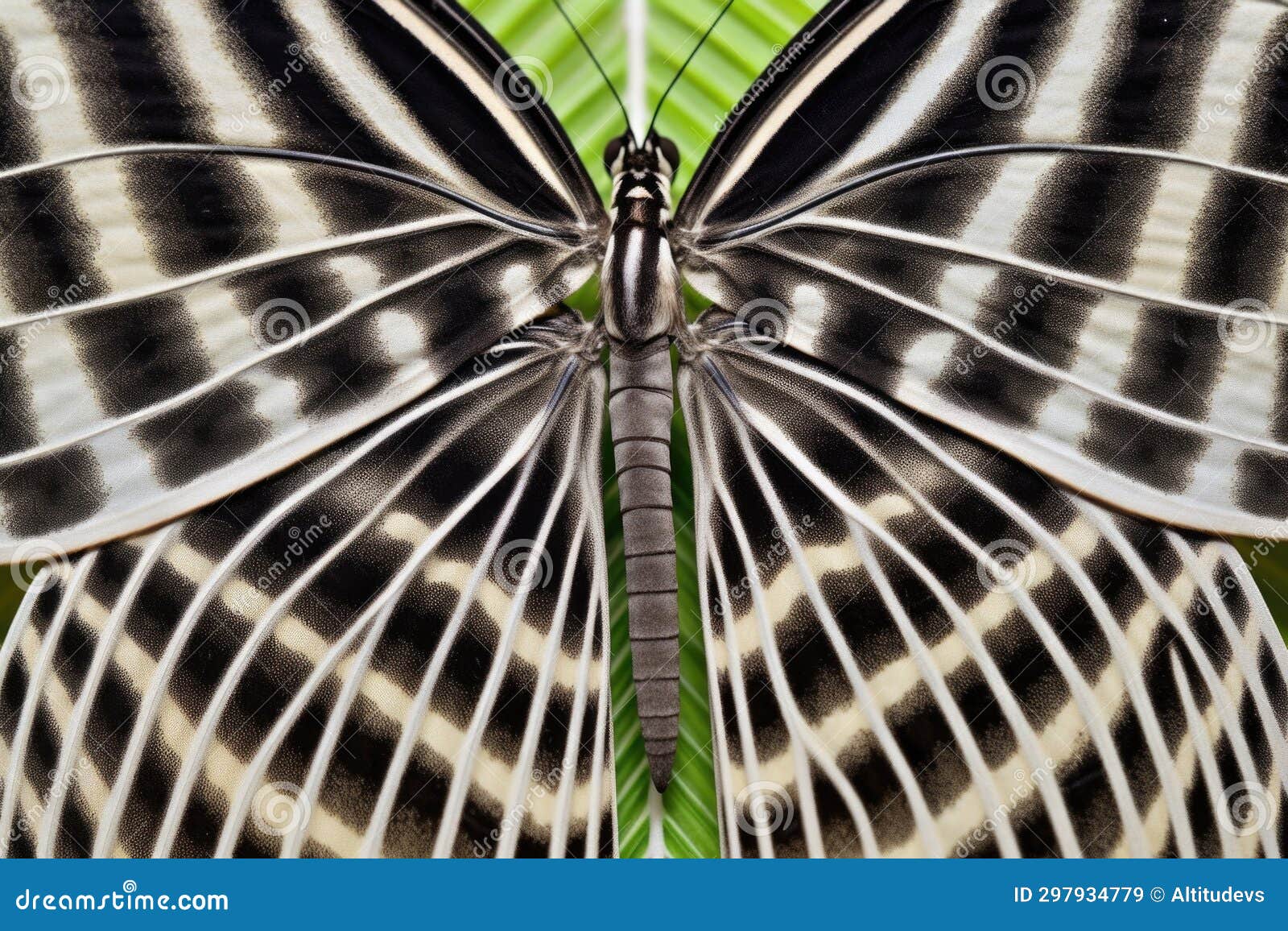 Distinct Pattern from a Zebra Longwing Butterfly Wing Stock Image ...