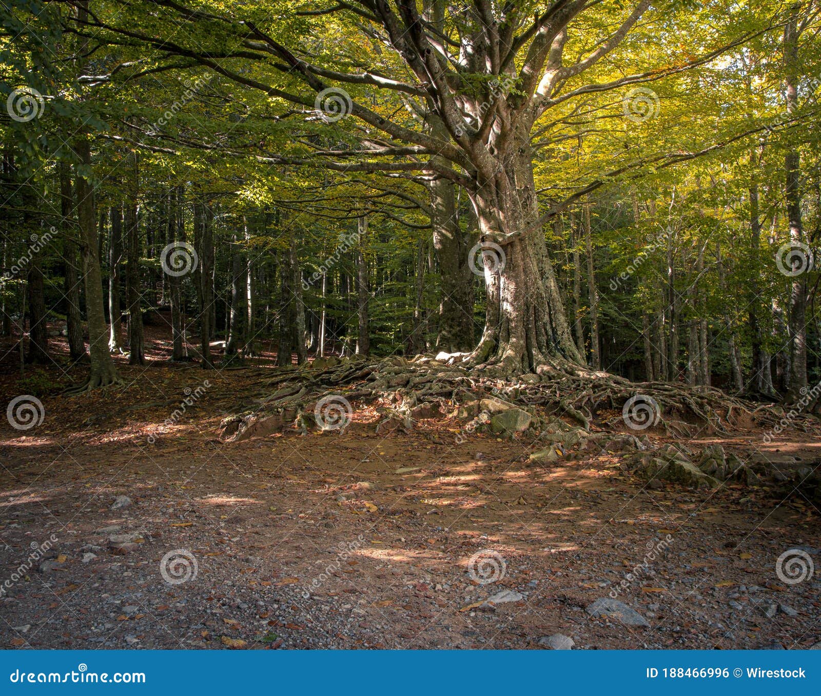 Distinct Tree in the Woods with Extensive Roots and Wide Spreading ...