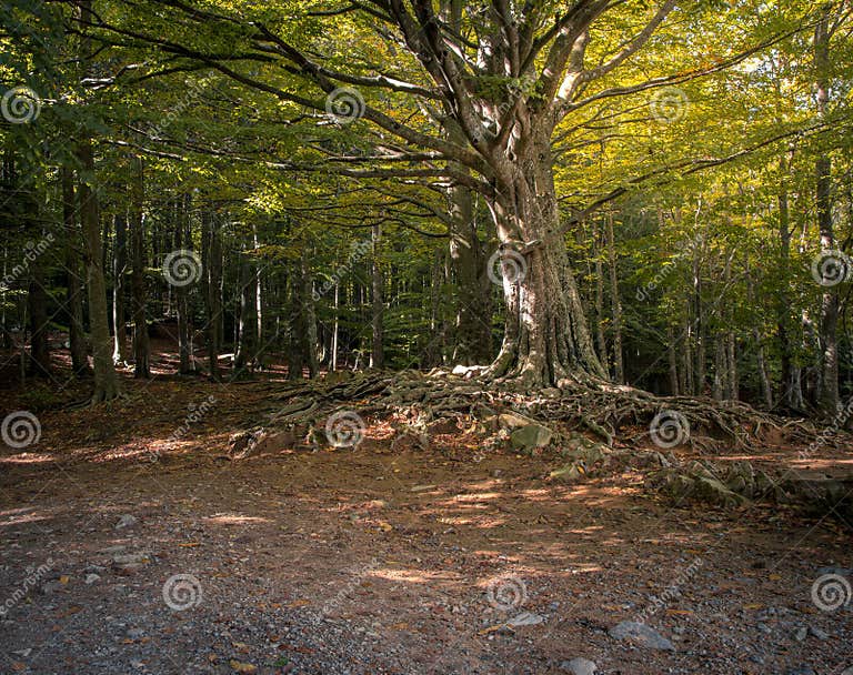 Distinct Tree in the Woods with Extensive Roots and Wide Spreading ...