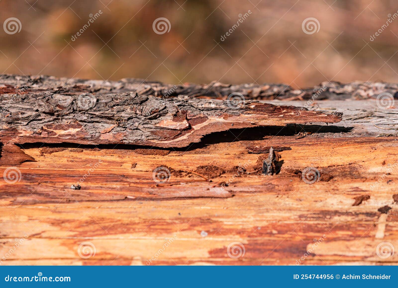The Distinctive Bark of a Dead Tree on the Forest Floor Stock Photo ...