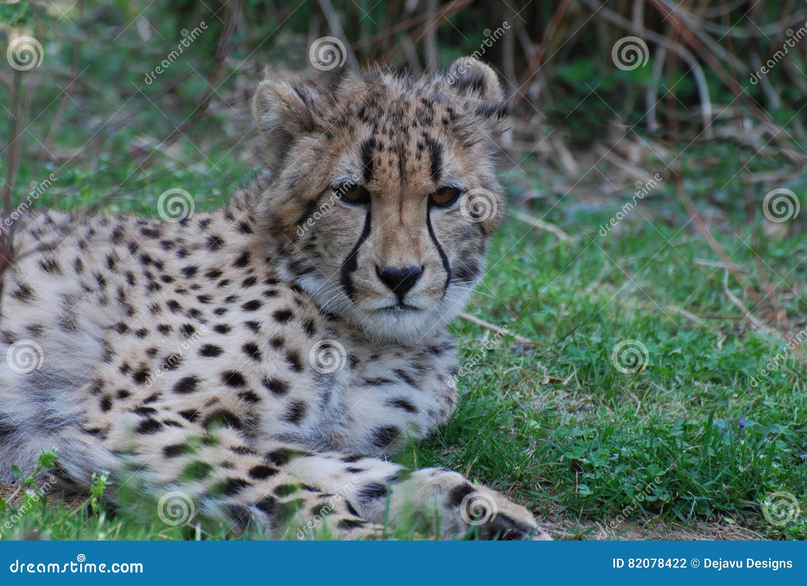 Distinctive Markings on the Face of a Cheetah Stock Photo - Image of ...