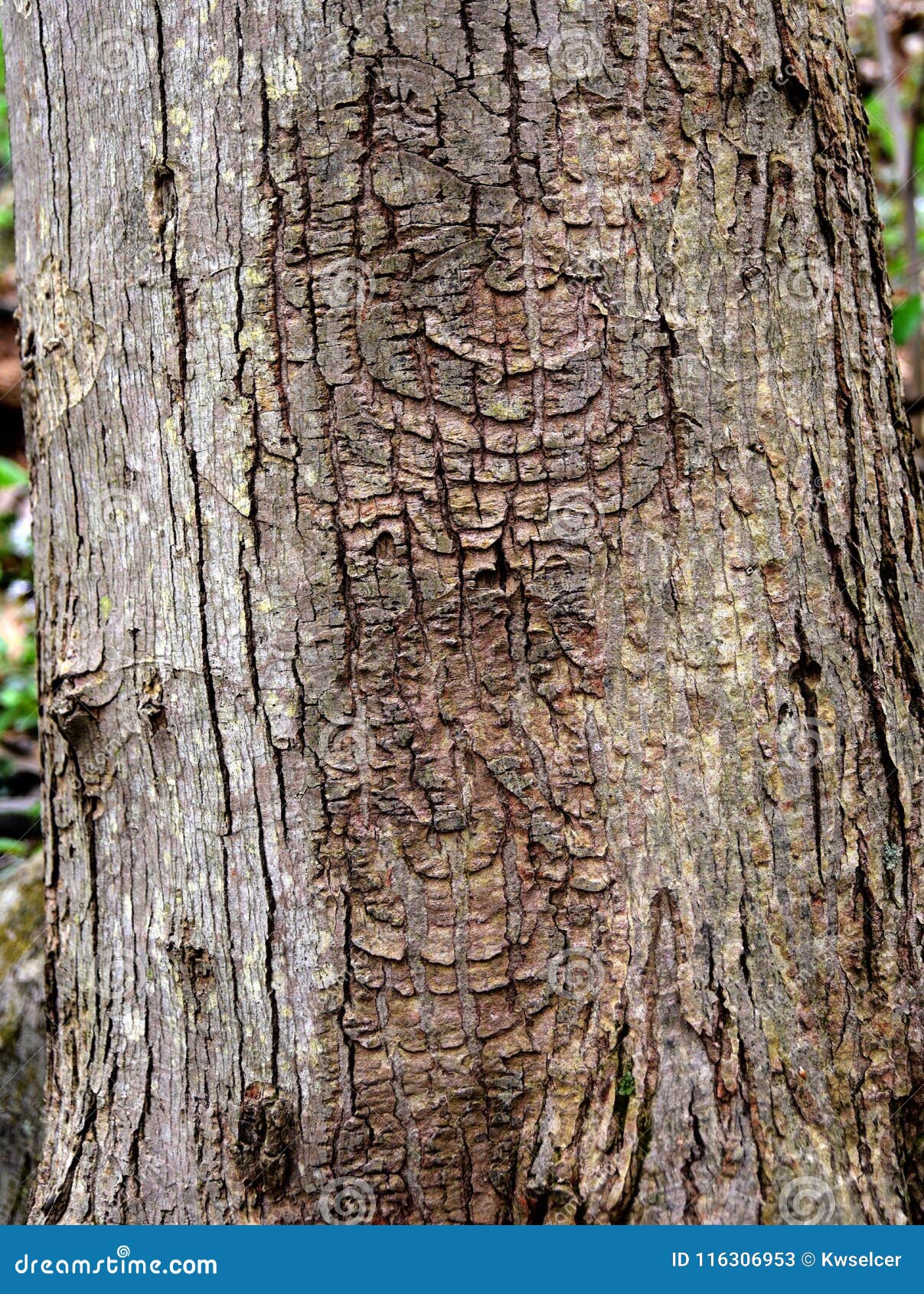 Target Canker On Red Maple Tree Bark. Stock Image | CartoonDealer.com ...