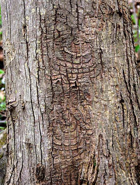 Distinctive Pattern of a Perennial Target Canker on a Red Maple Tree ...