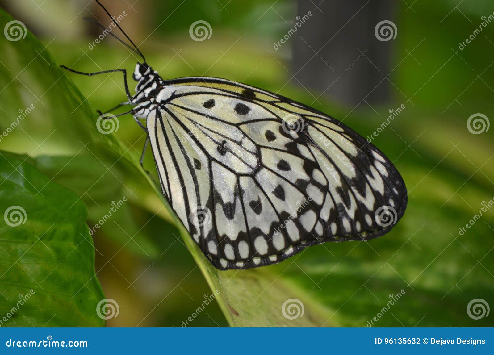 Distinctive Side Profile of a White Tree Nymph Butterfly Stock Photo ...