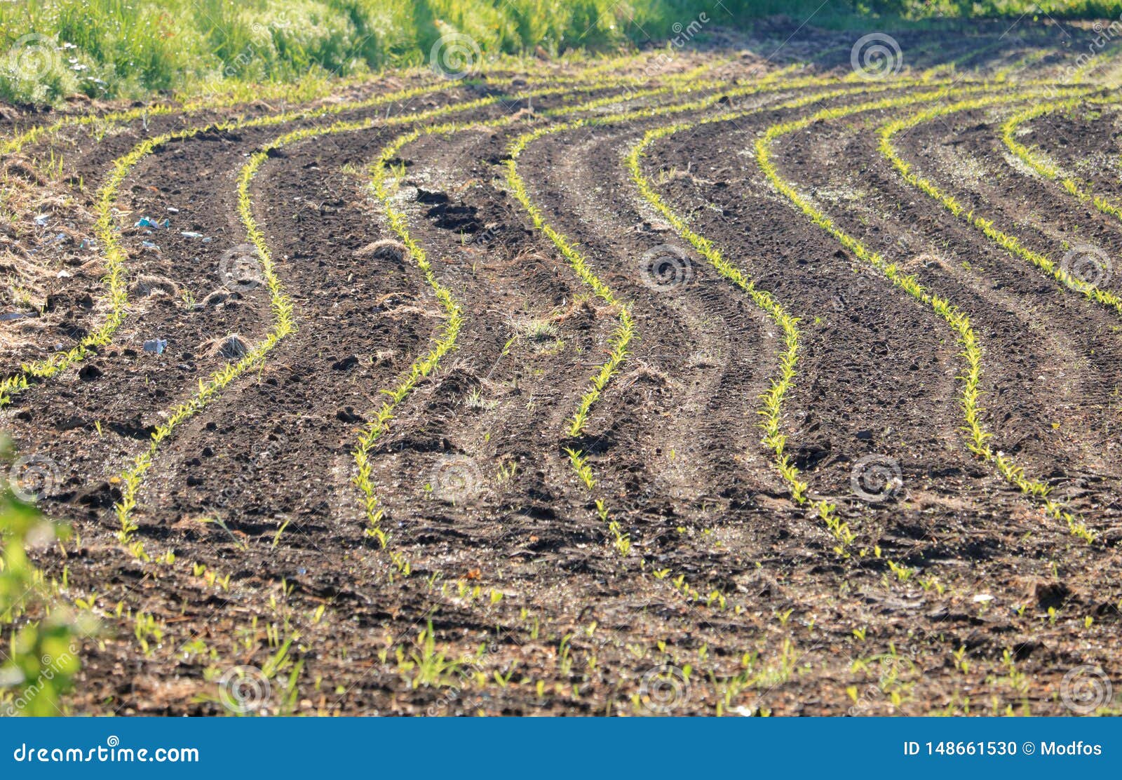 Corn Breaking Ground on Farm Stock Photo - Image of emerging, grow ...
