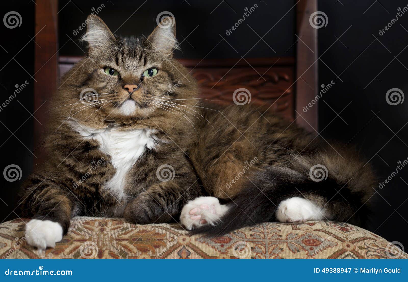 Vain Cat Stock Photos - Free & Royalty-Free Stock Photos from Dreamstime