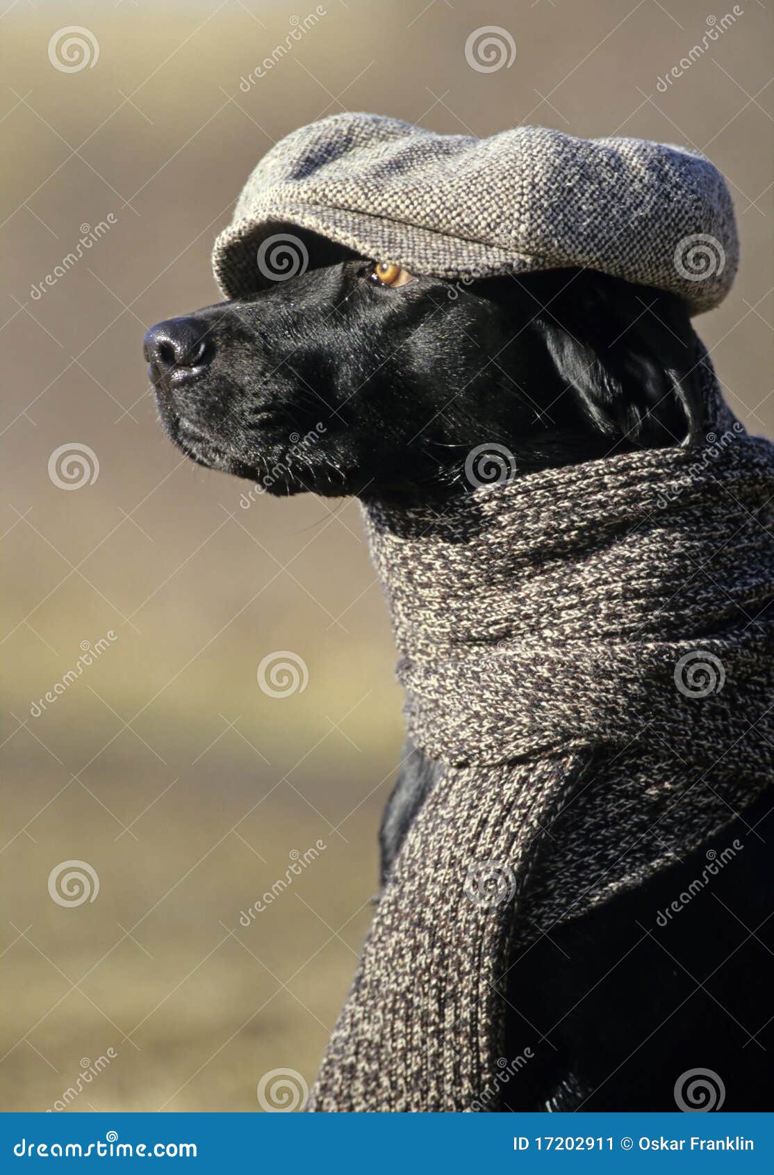 Distinguished dog stock image. Image of clothes, winter - 17202911