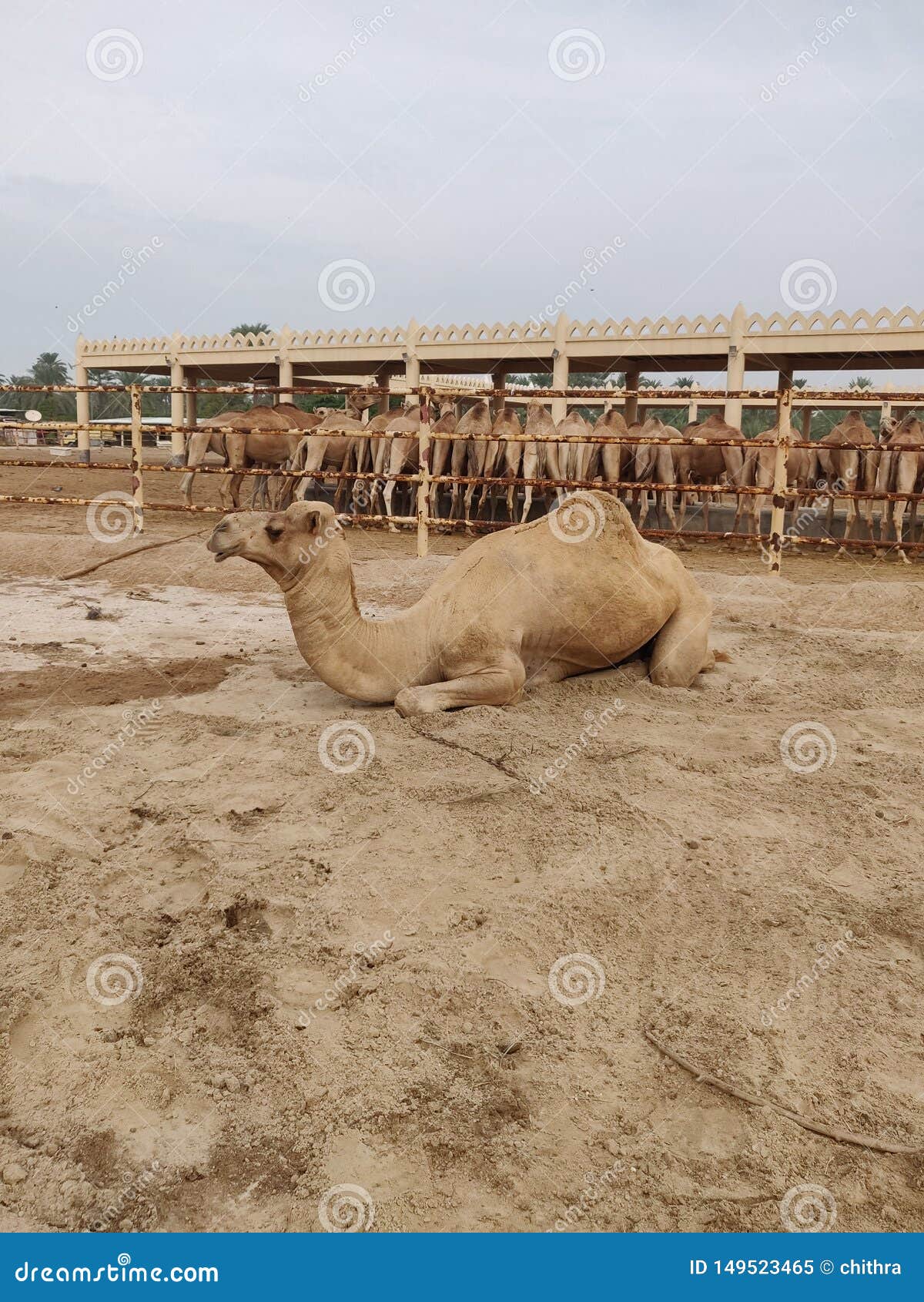 Camel stock image. Image of unique, standout, distinguished - 149523465