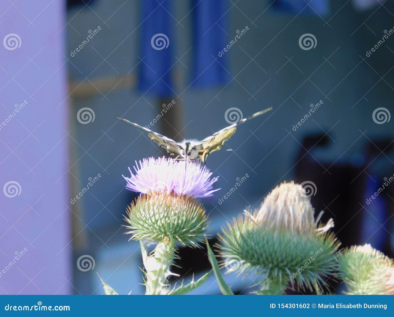 A distle and a butterfly stock photo. Image of harmony - 154301602