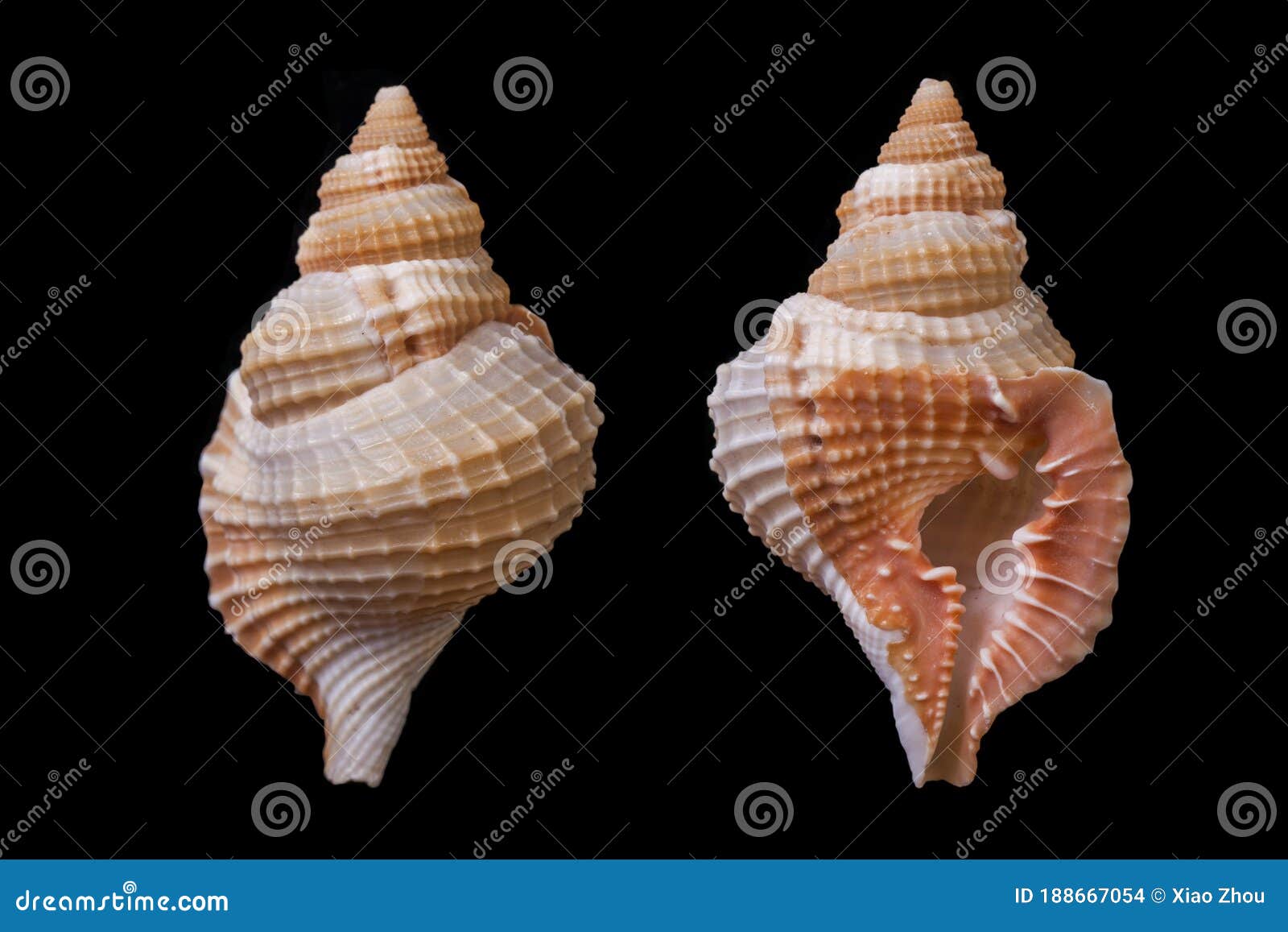 Distorsio Reticularis Stock Photo | CartoonDealer.com #188667054