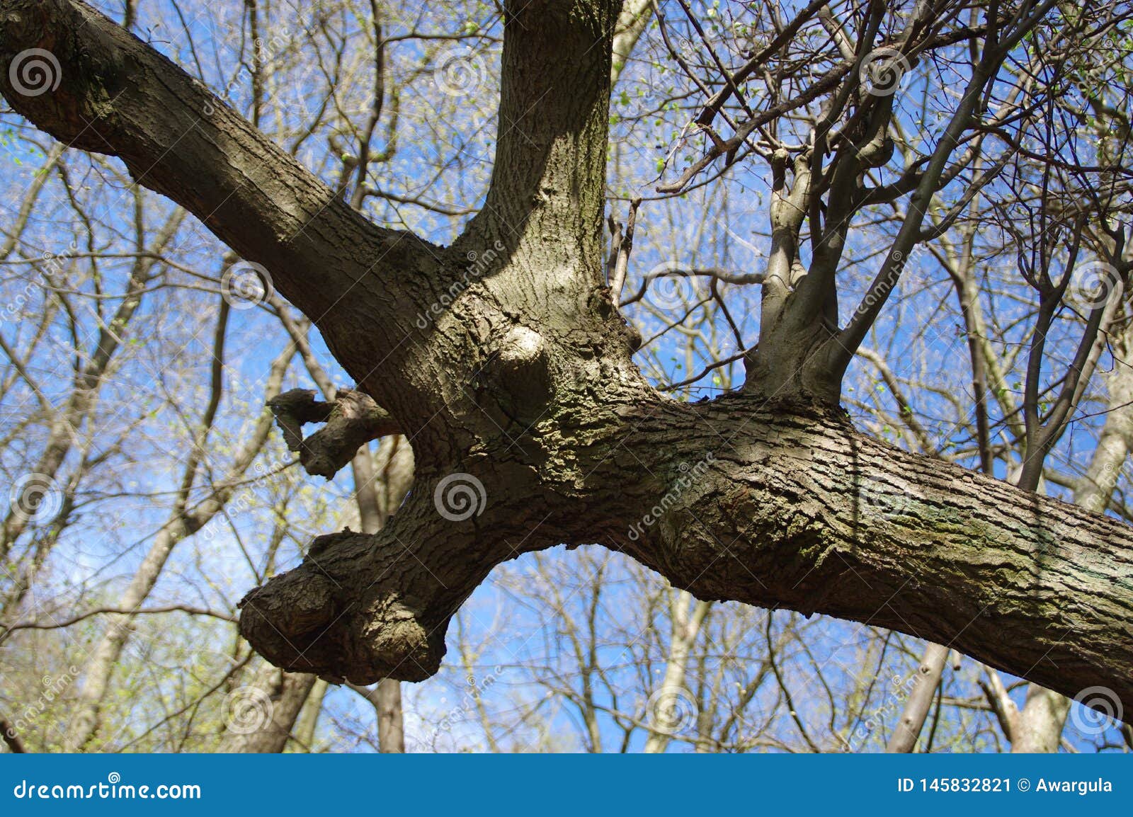 Distorted branch stock image. Image of mystery, distorted - 145832821