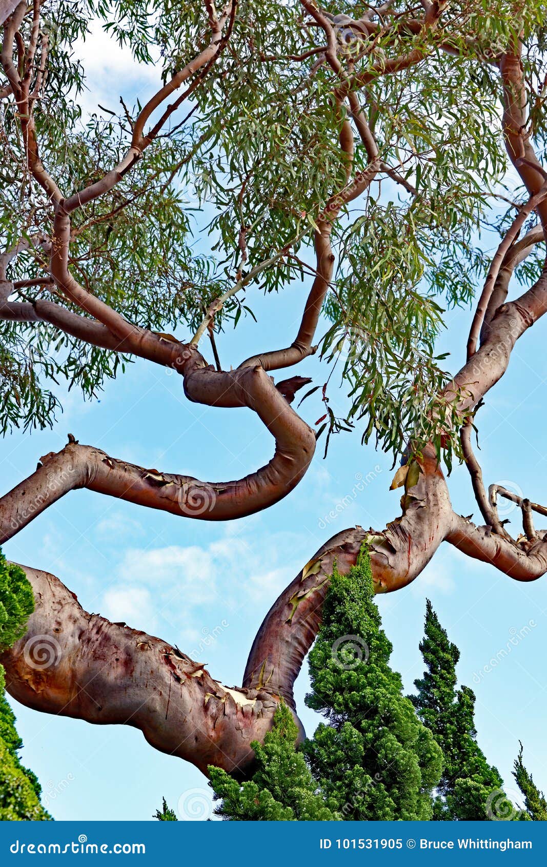 Distorted Branches on Old Eucalyptus Tree Stock Image - Image of thick ...