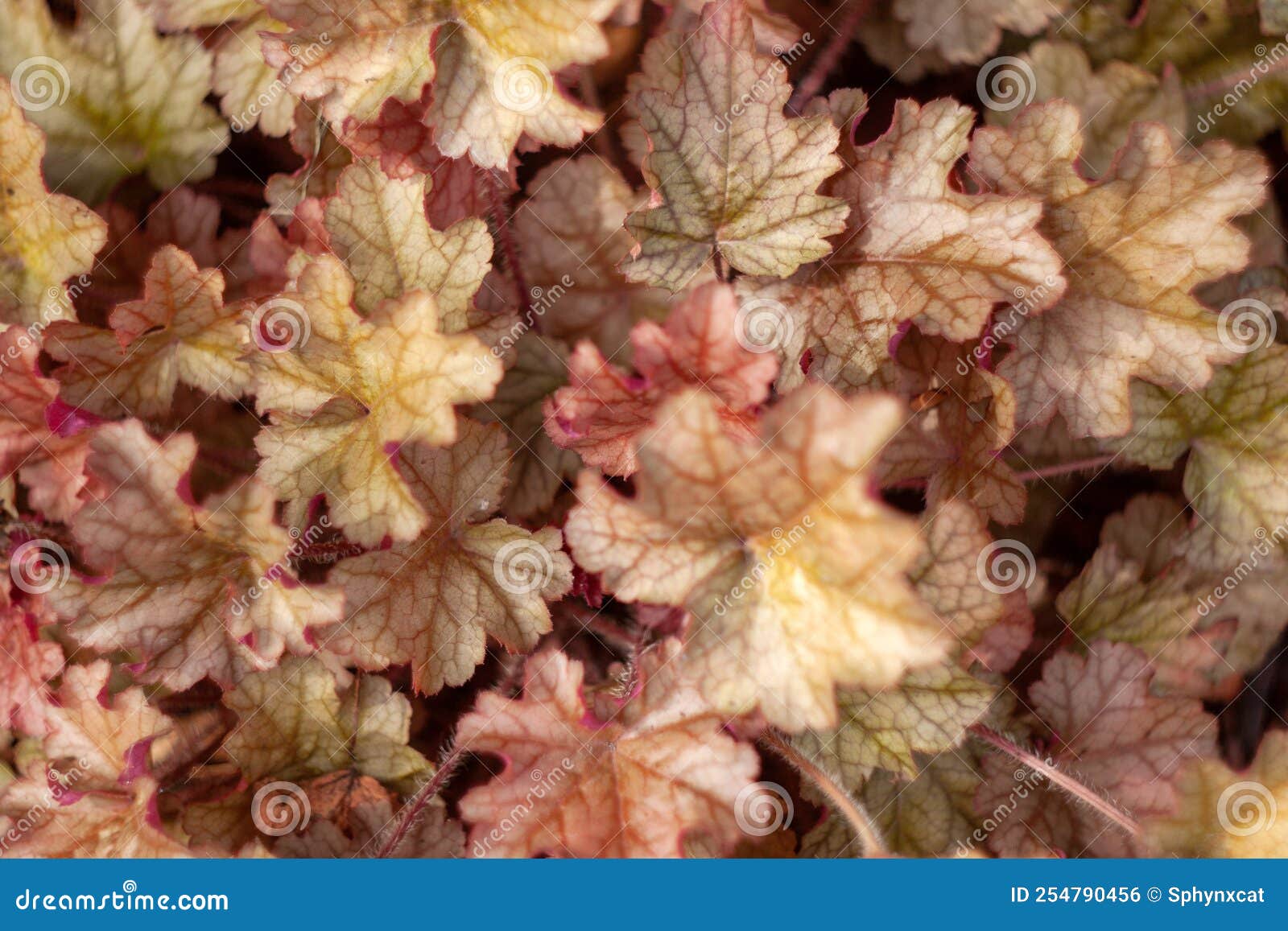 Distorted Floral Background. Colored Leaves of the Heuchera Plant in ...