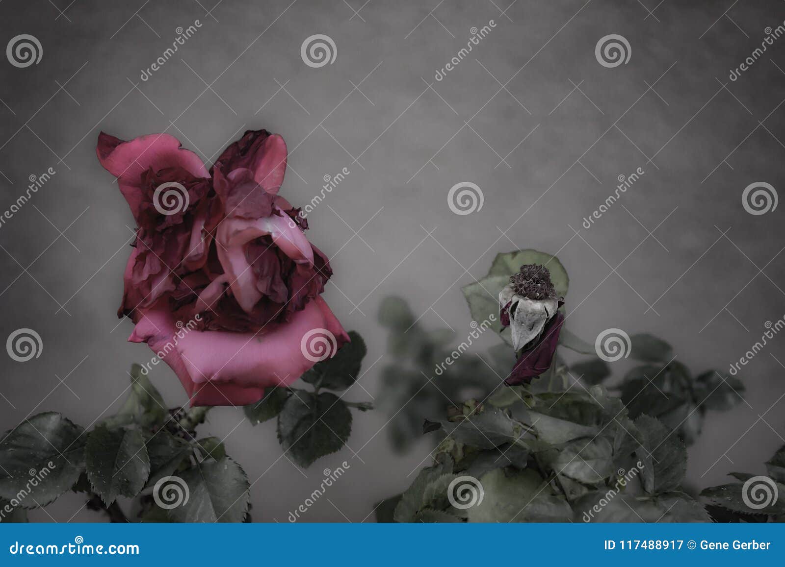 Distorted Flower stock image. Image of stems, rose, green - 117488917