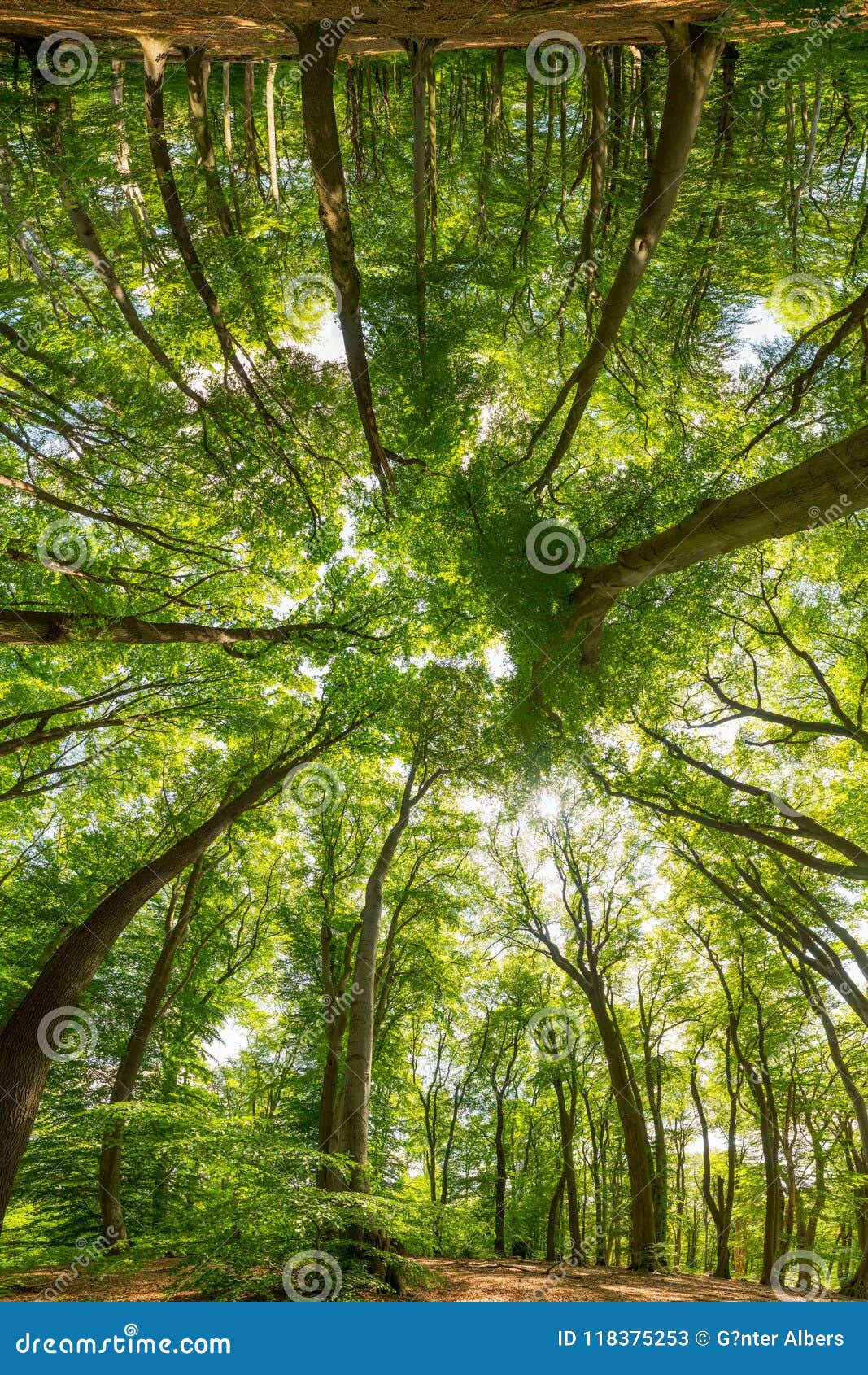 Distorted forest stock image. Image of daytime, abstract - 118375253