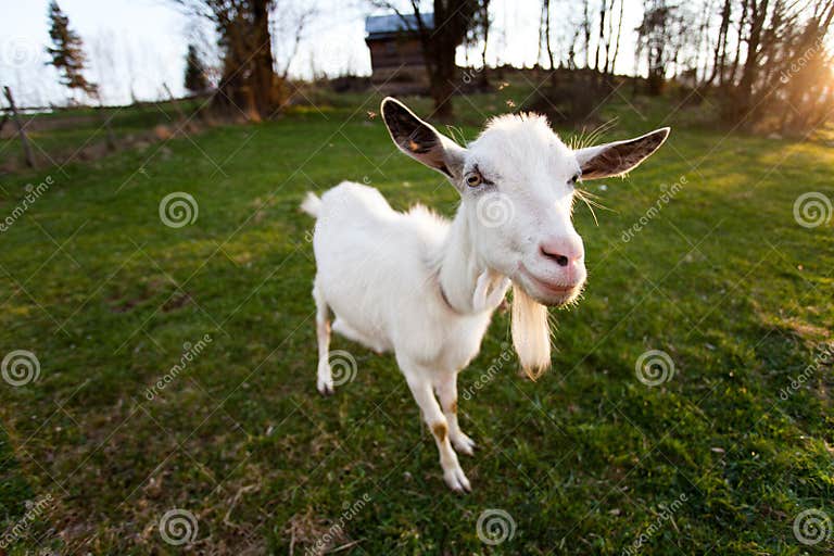 Distorted goat stock photo. Image of horn, mammal, face - 22913738