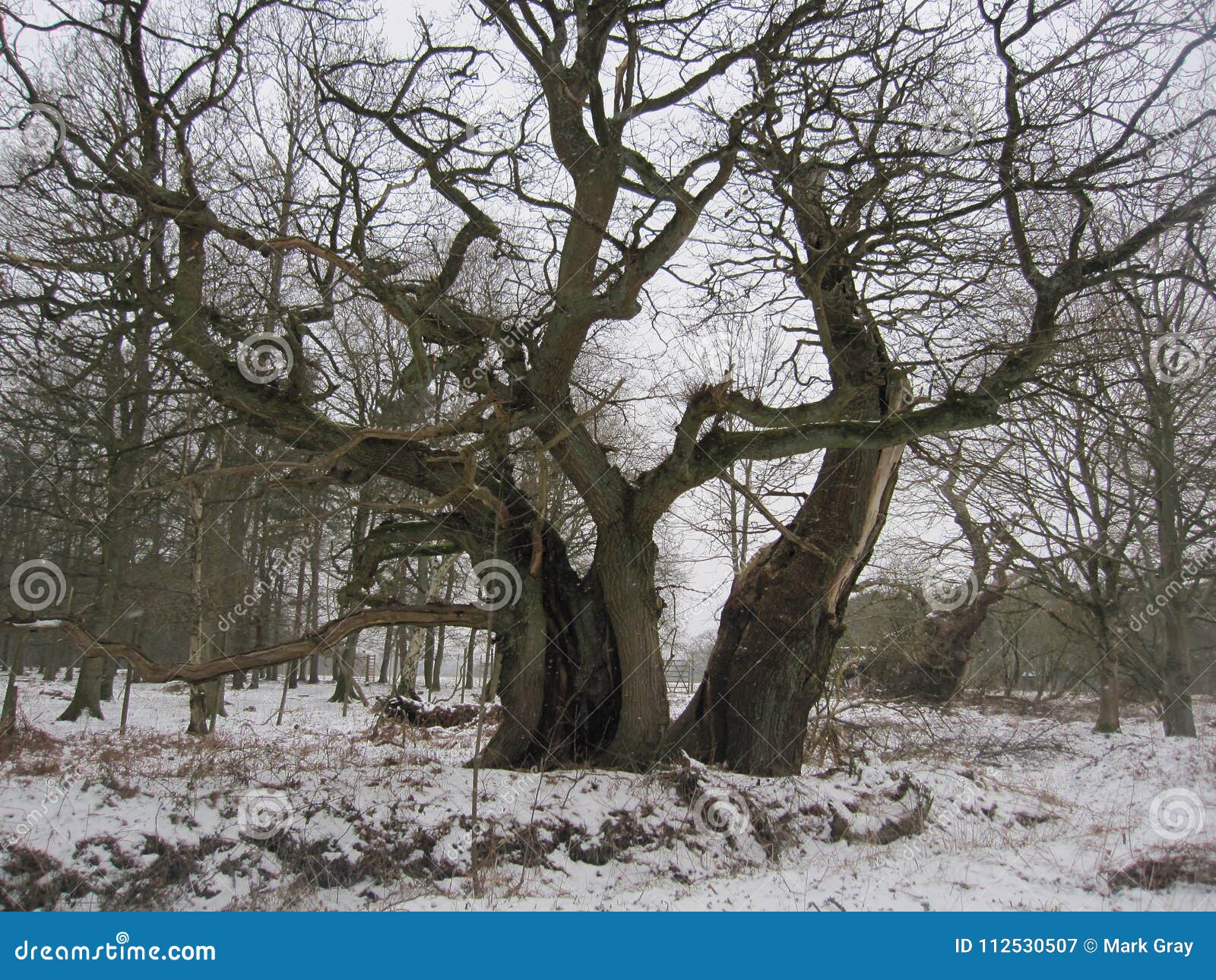 Creepy Tree stock image. Image of creepy, snow, winter - 112530507