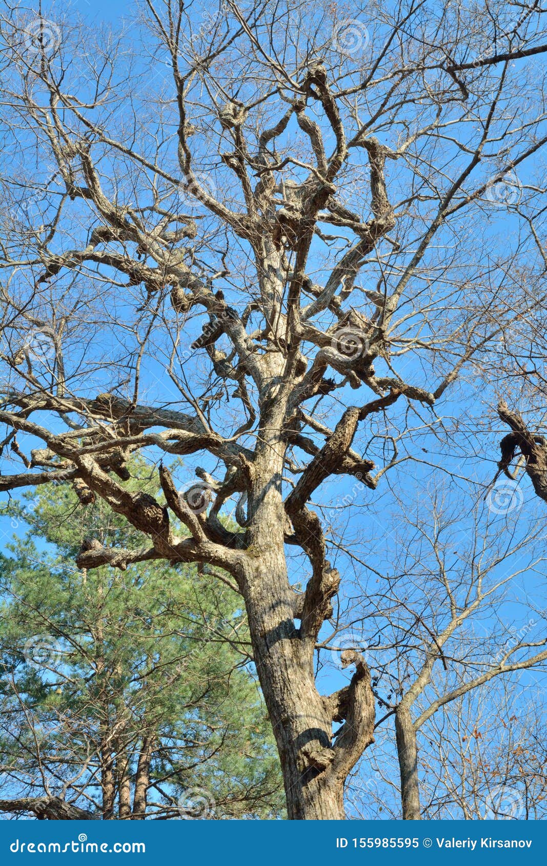 Distorted three 5 stock image. Image of deciduous, rough - 155985595