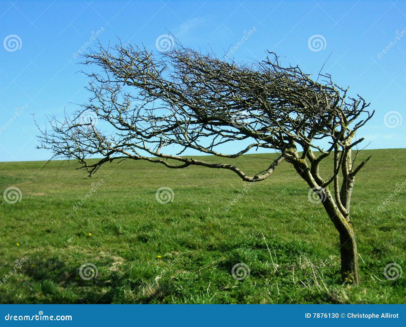 The distorted tree stock photo. Image of sussex, cliff - 7876130