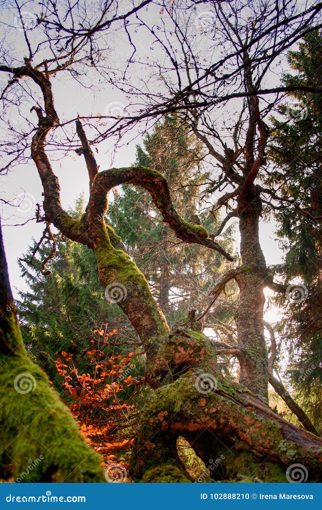 Distorted tree stock photo. Image of giant, tree, krkonose - 102888210