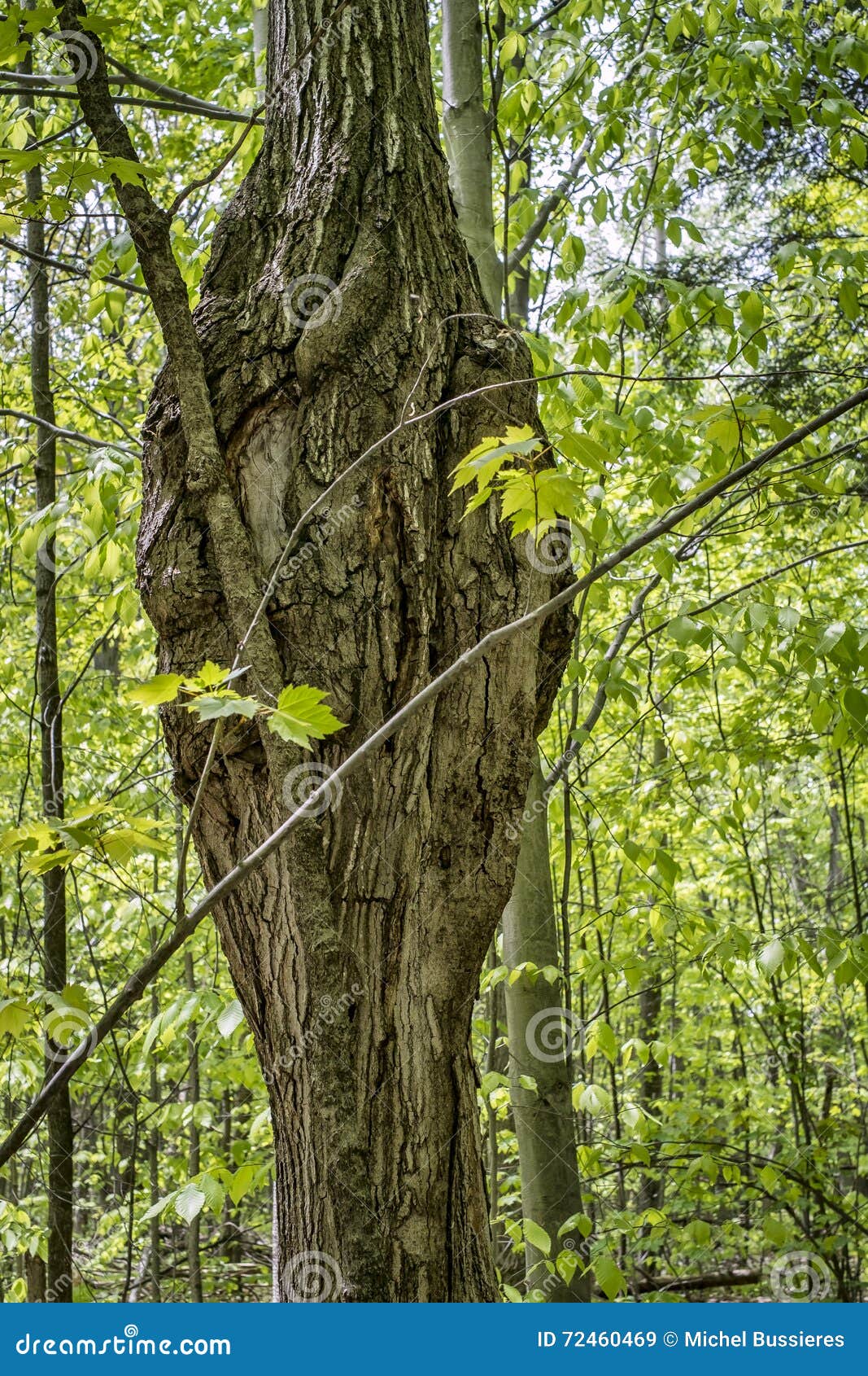 Distorted tree stock image. Image of landscape, grass - 72460469