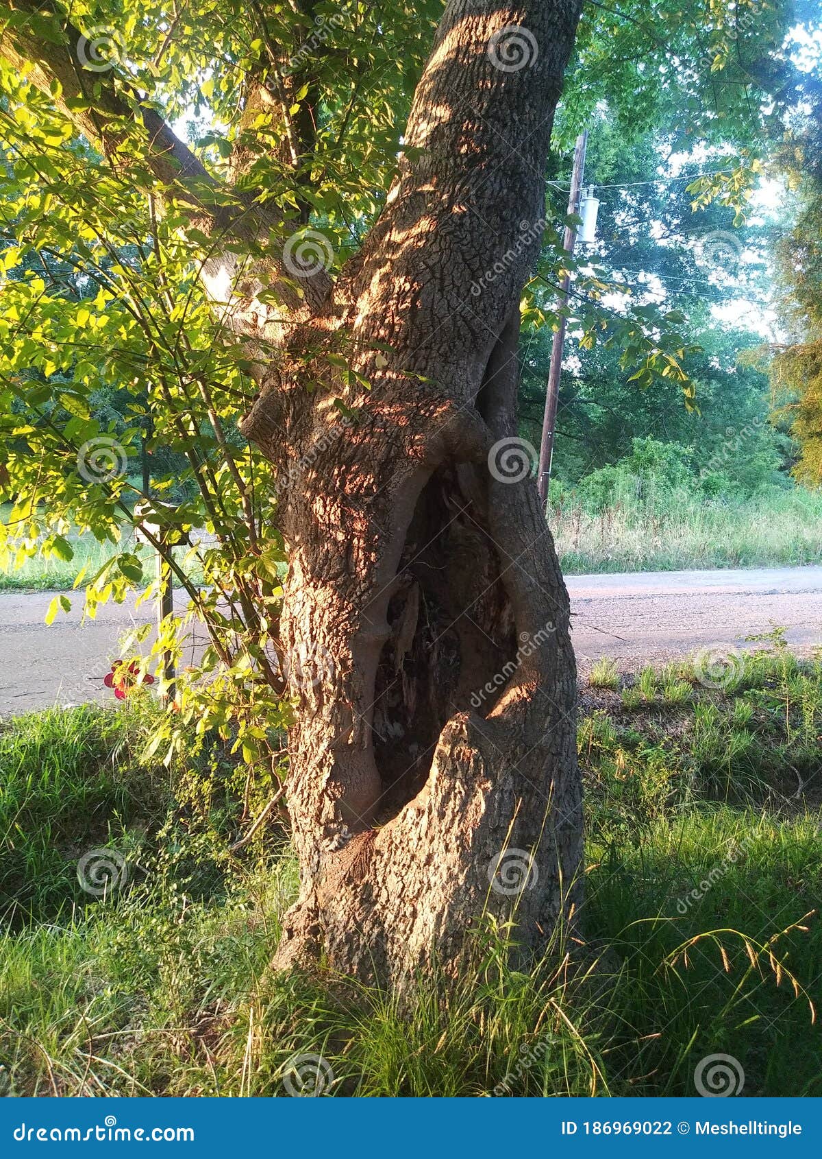 Distorted tree on lawn stock photo. Image of tree, leaves - 186969022