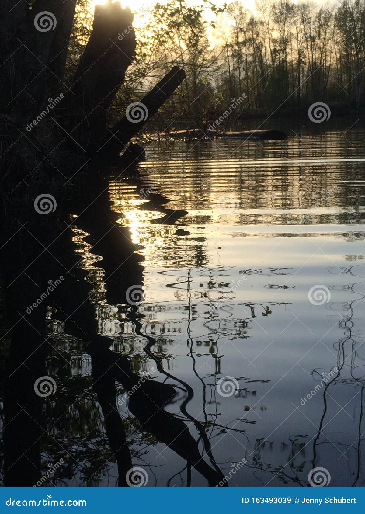 Distorted Tree Reflection stock image. Image of reflection - 163493039