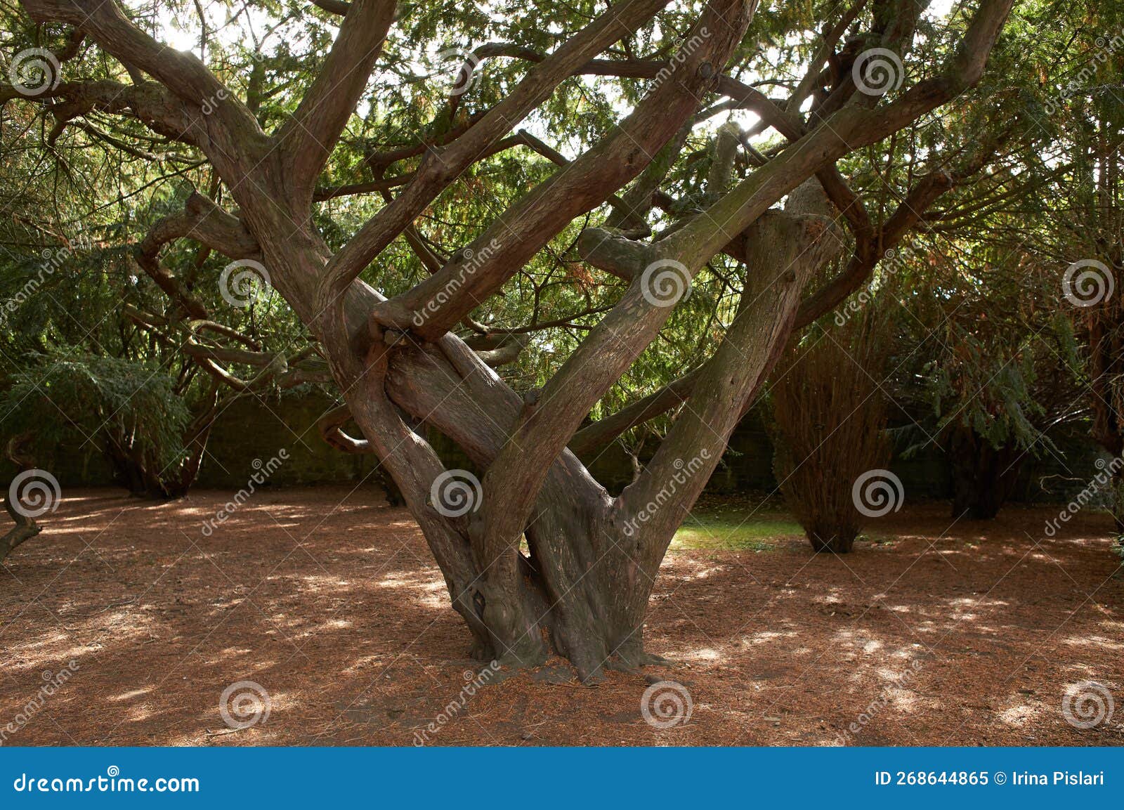 DISTORTED TREE TRUNKS in the BOTANIC GARDENS Stock Image - Image of ...
