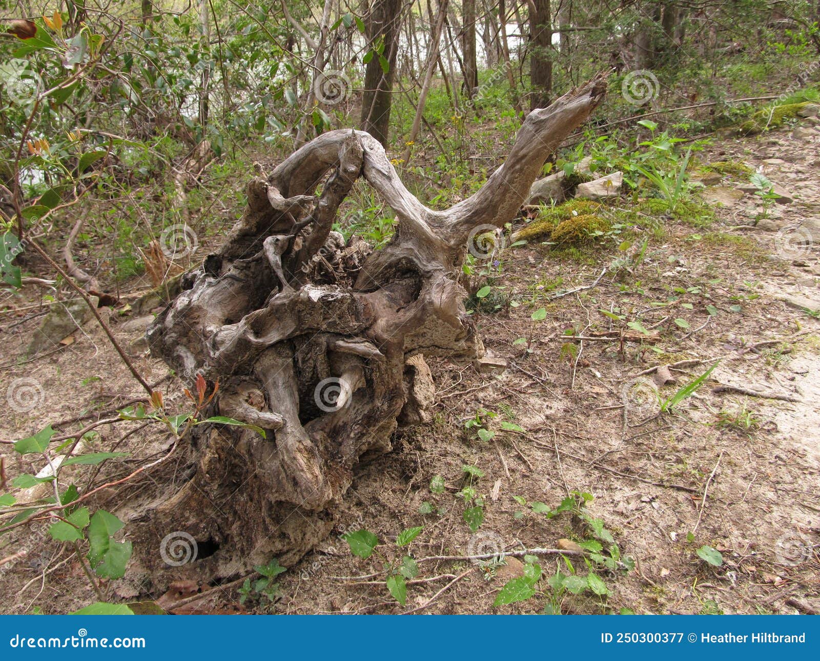 Distorted and Weathered Tree Along the River Stock Image - Image of ...