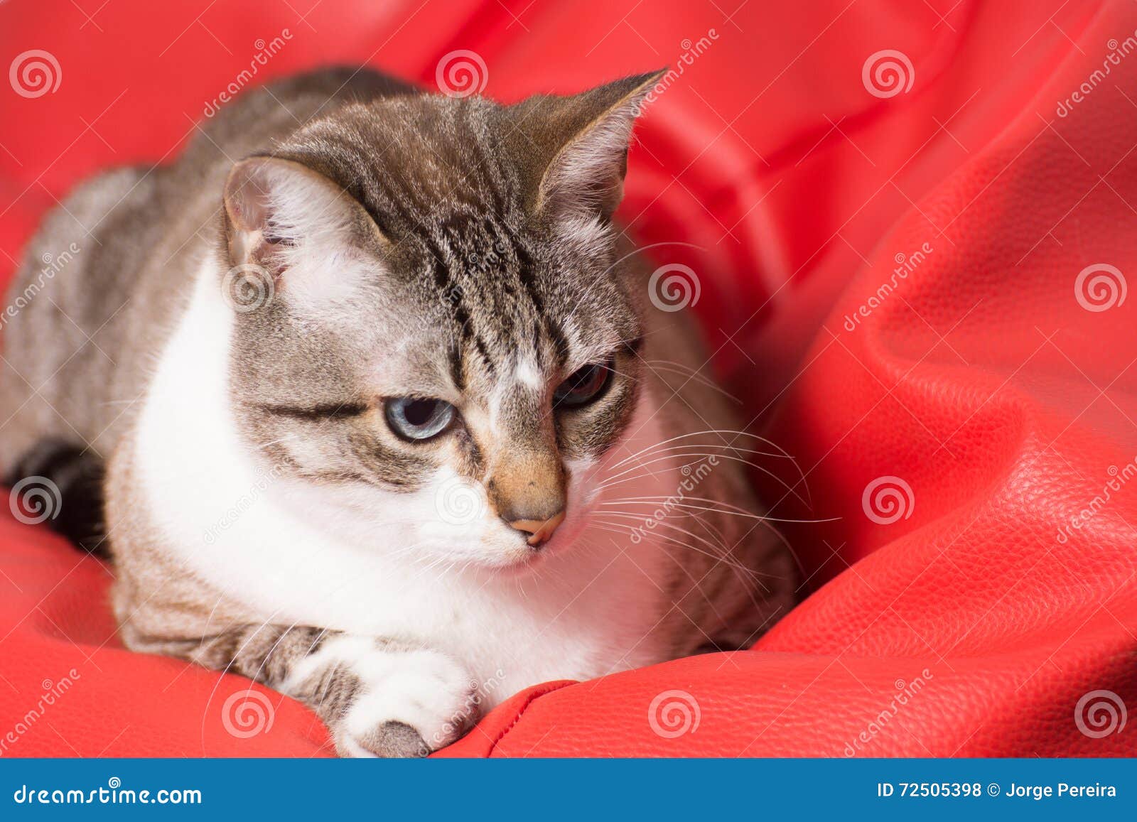 Distracted cat stock photo. Image of portrait, ears, looking - 72505398
