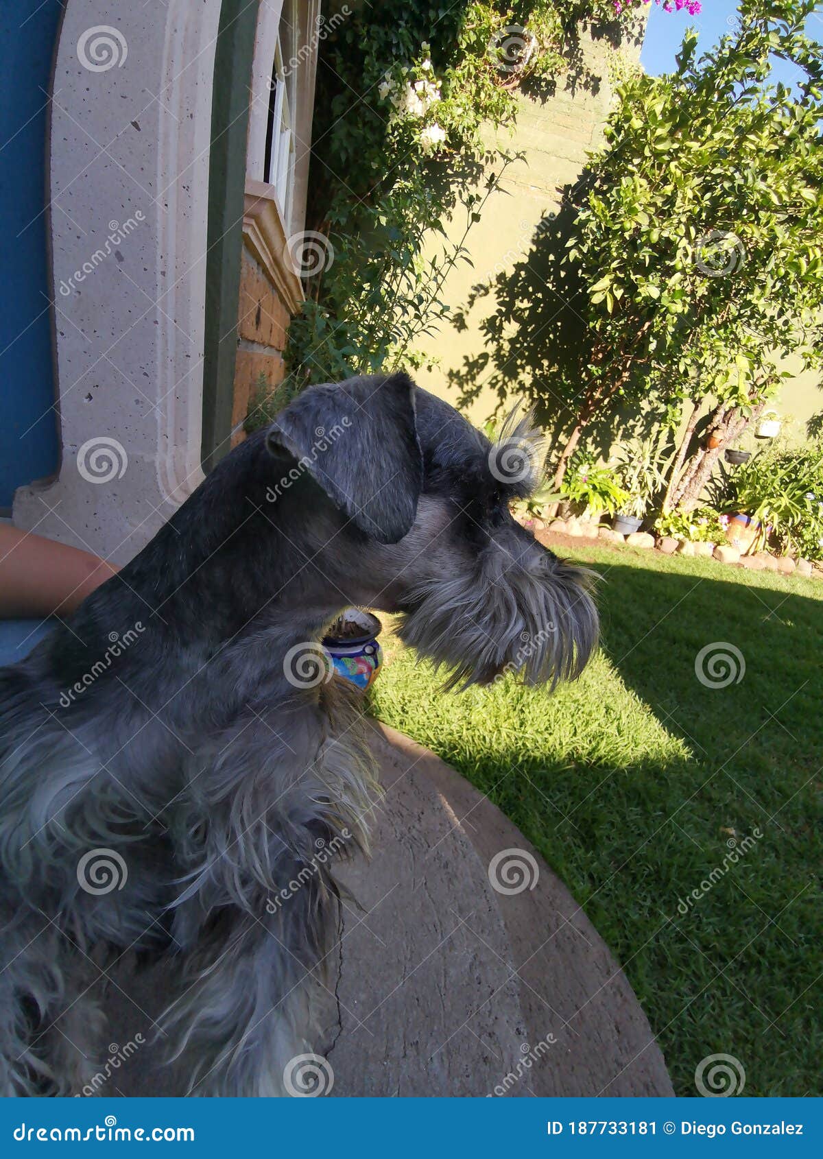 Distracted Dog on the Frontyard Stock Image - Image of lawn, terrier ...