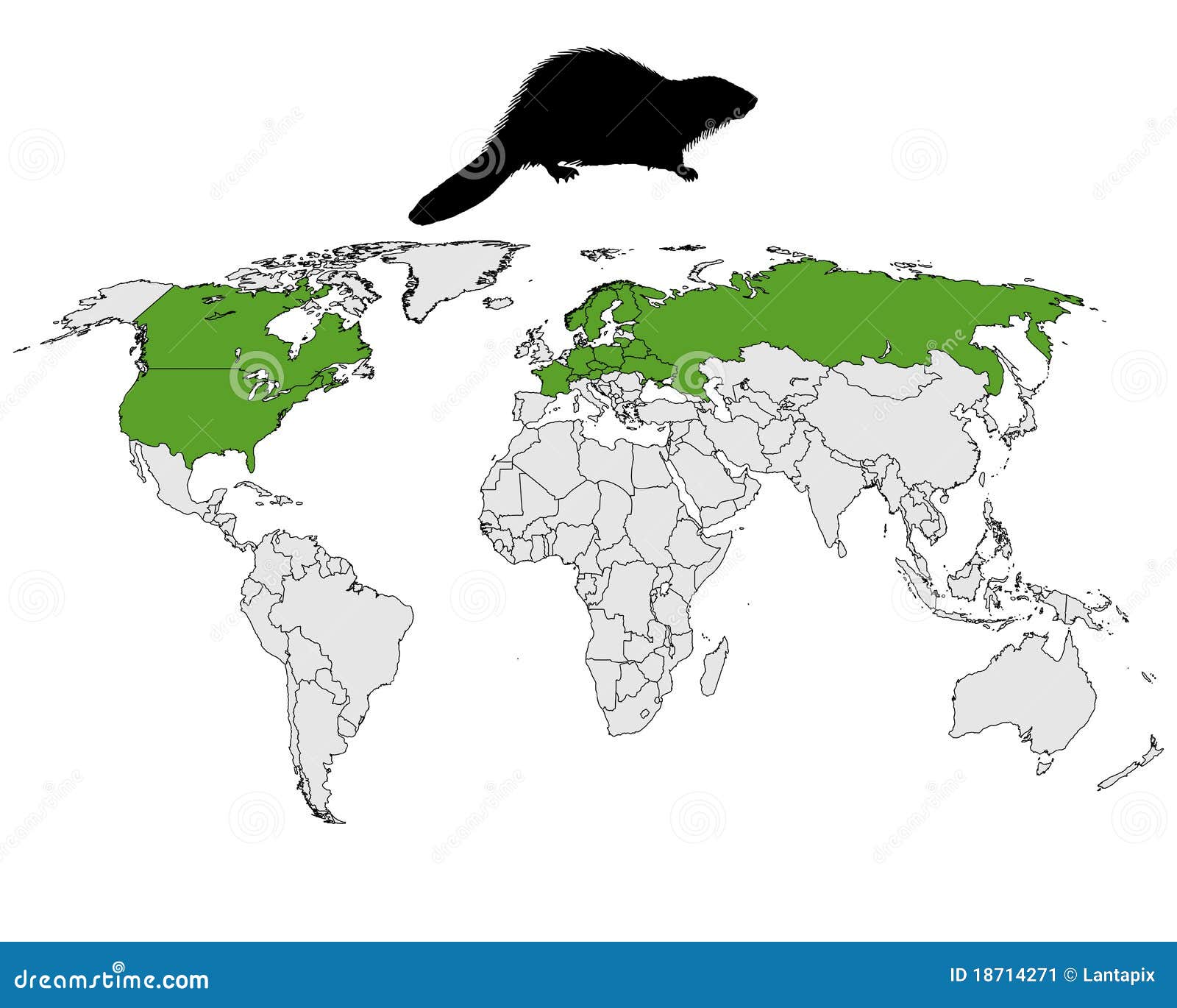 Distribution beaver stock vector. Illustration of silhouette - 18714271