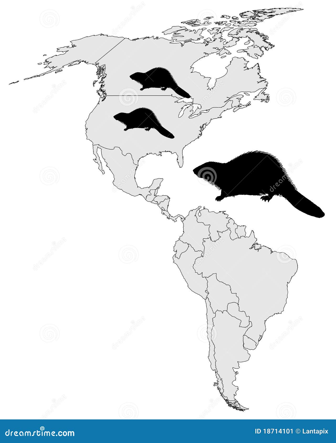 Distribution of Canadian Beaver Stock Vector - Illustration of mammal ...