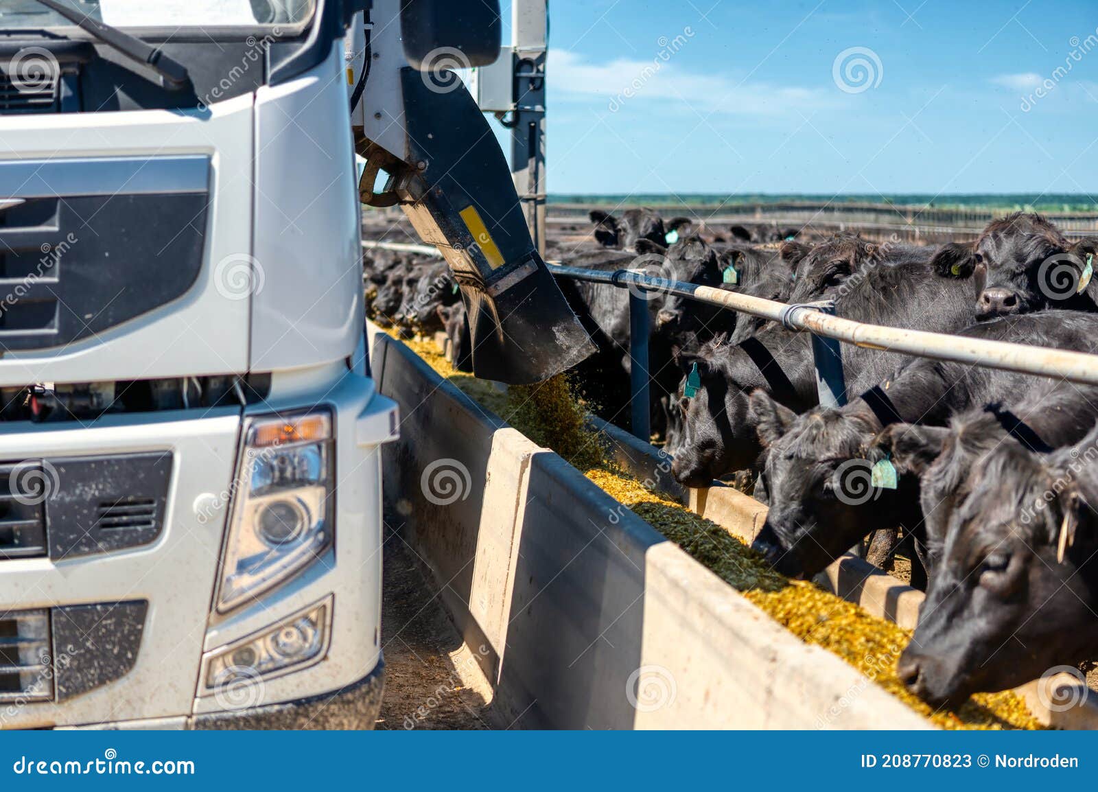 Distribution of Compound Feed with a Special Car Dispenser. Stock Image ...