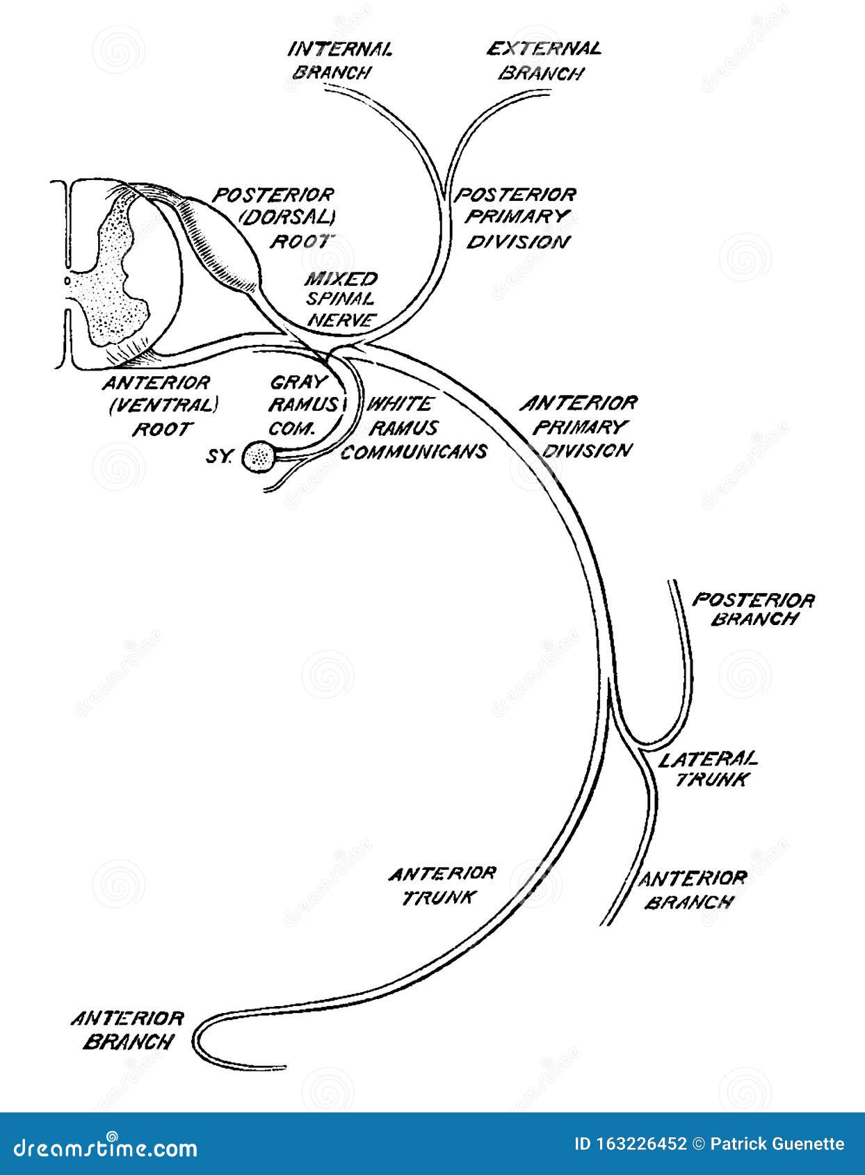 Distribution of a Spinal Nerves, Vintage Illustration Stock Vector ...