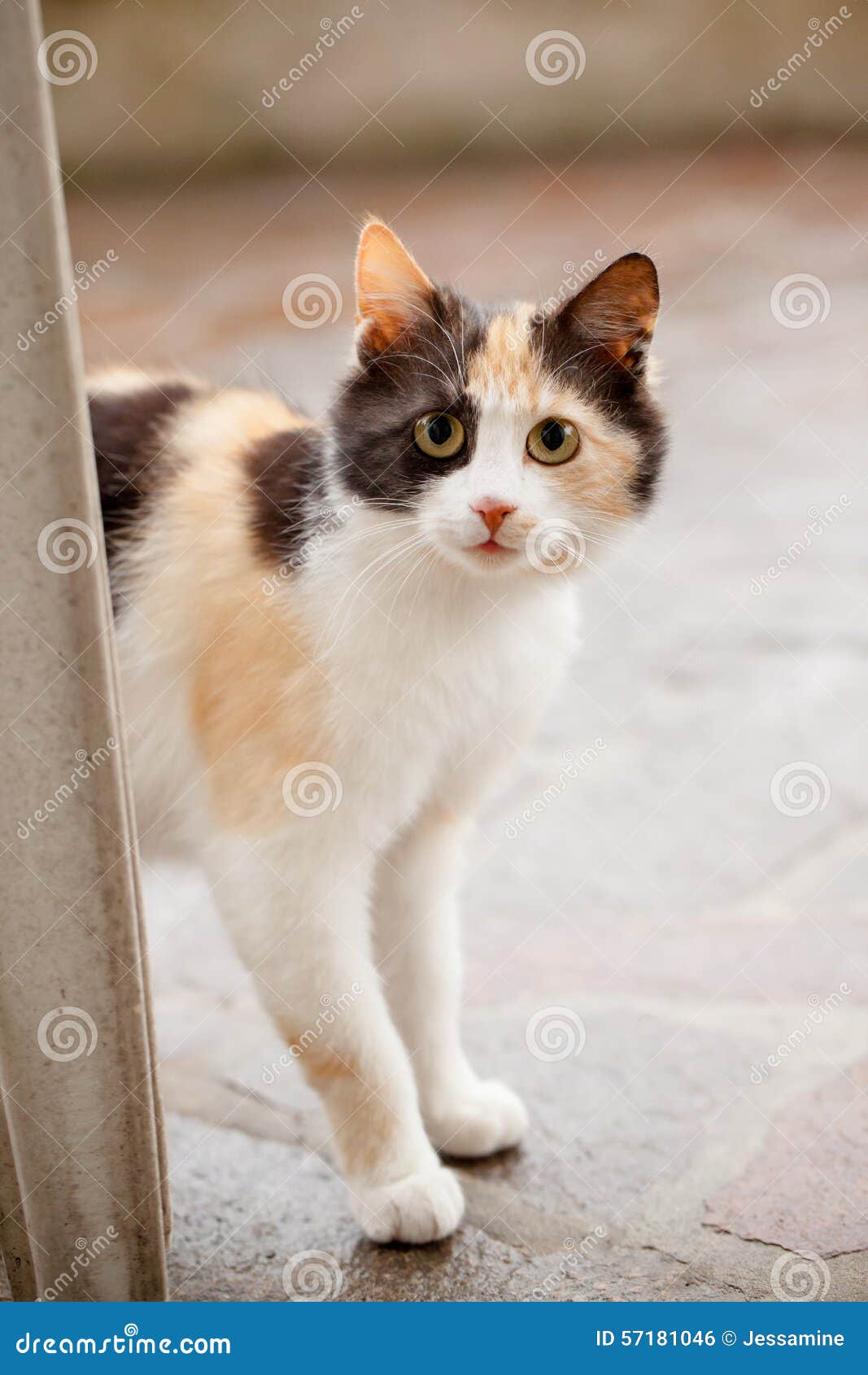 Distrustful domestic cat stock photo. Image of scared - 57181046