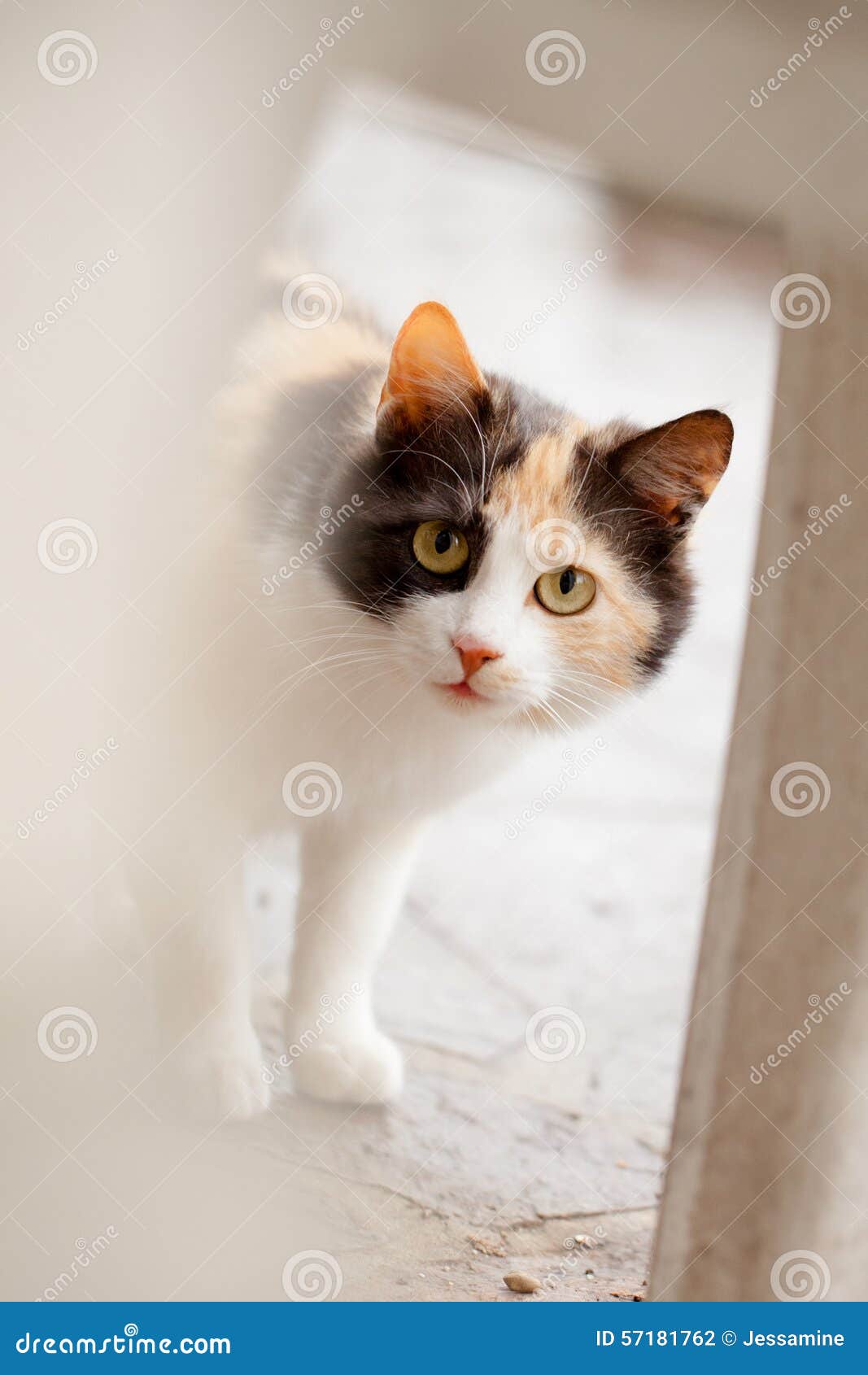 Distrustful domestic cat stock photo. Image of hair, colorful - 57181762