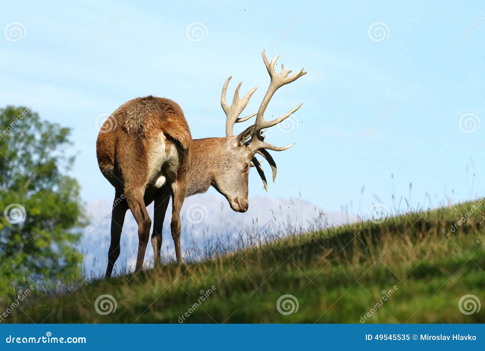 Disturbed deer stock image. Image of king, cervus, antler - 49545535