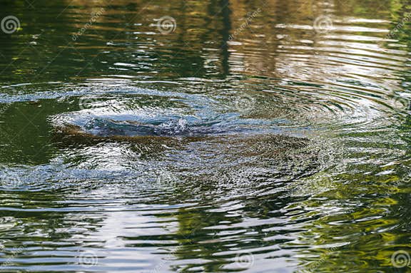 Disturbed Water Surface with Unclear Reflection Stock Photo - Image of ...