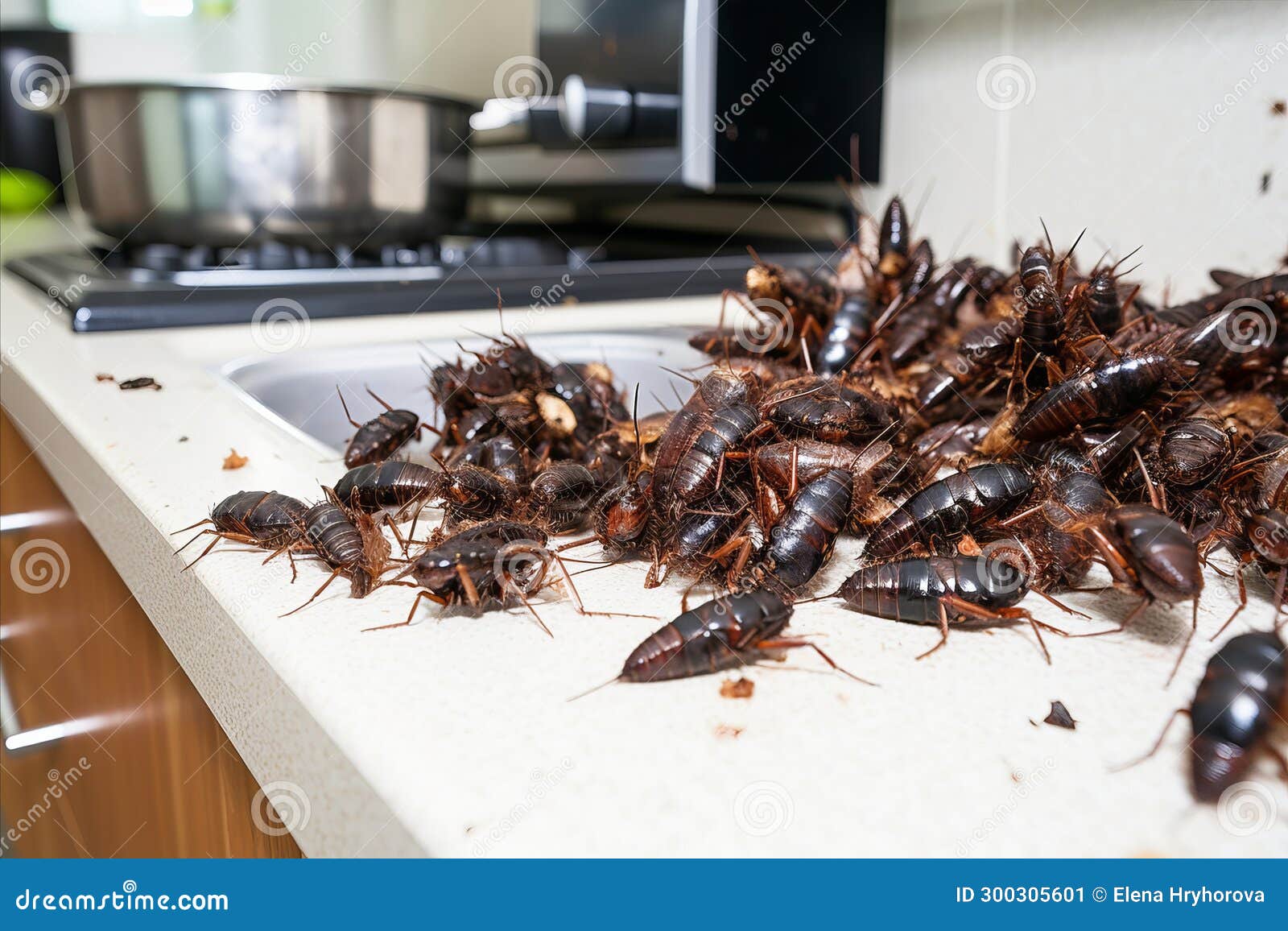 Cockroach Crisis in Kitchen Stock Image - Image of closeup, crisis ...
