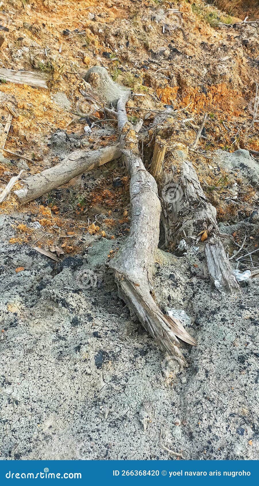 A Disused Mining Tree Lying on the Ground Stock Photo - Image of light ...