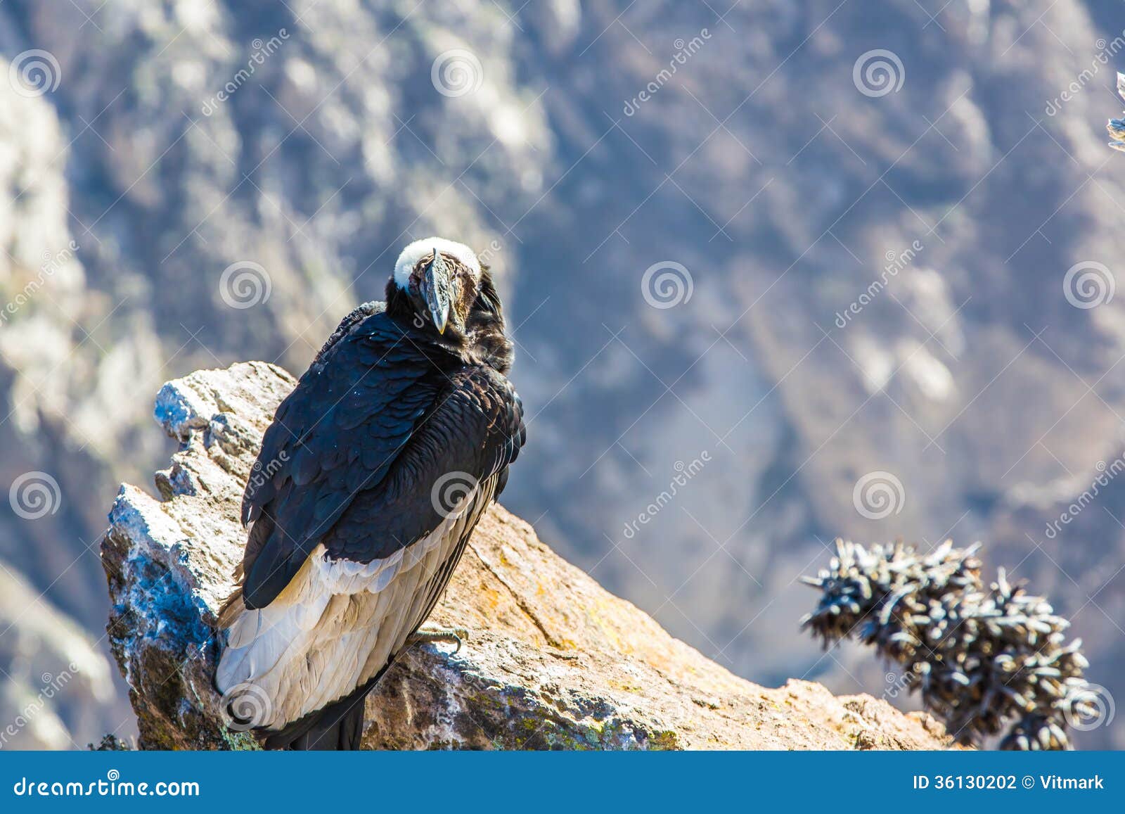 Dit is Een Condor De Grootste Vliegende Vogel Ter Wereld Stock Foto ...