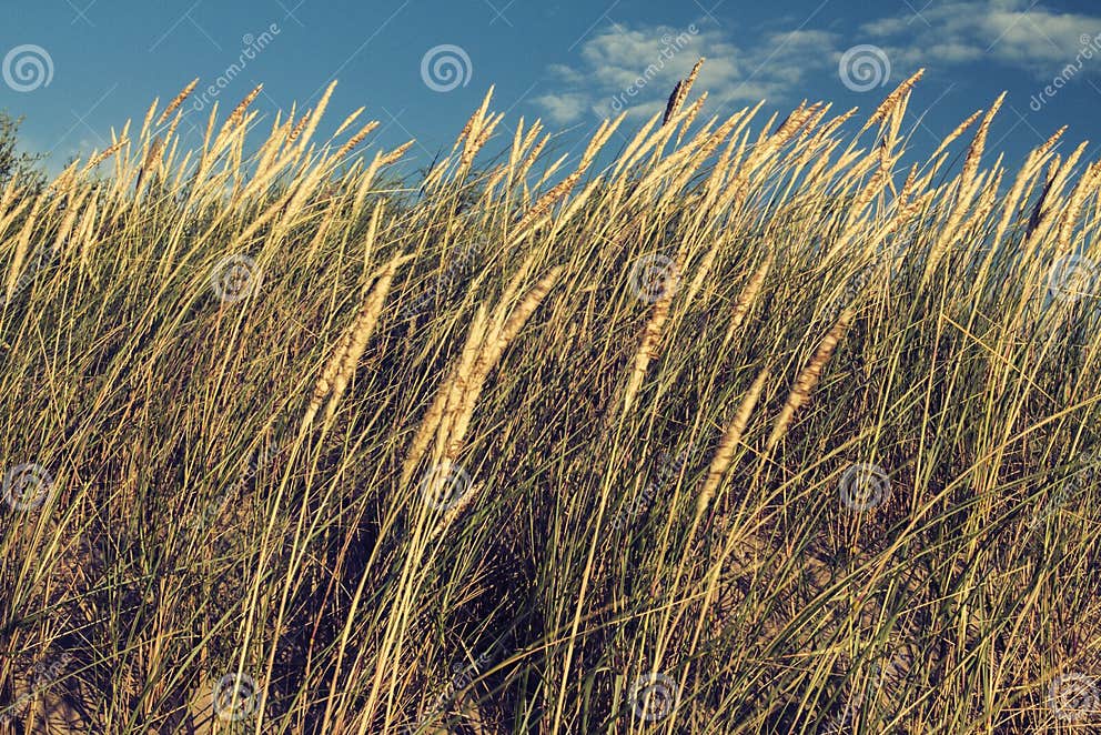 Dit is Een Riet Op Het Duin Stock Foto - Image of zonlicht, installatie ...