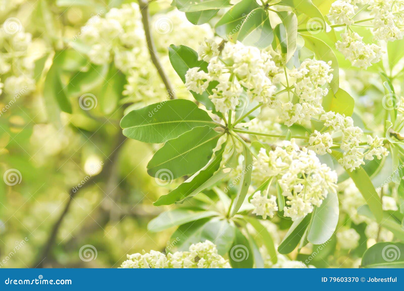 Dita, Devil Tree or Alstonia Scholaris Stock Photo - Image of fresh ...
