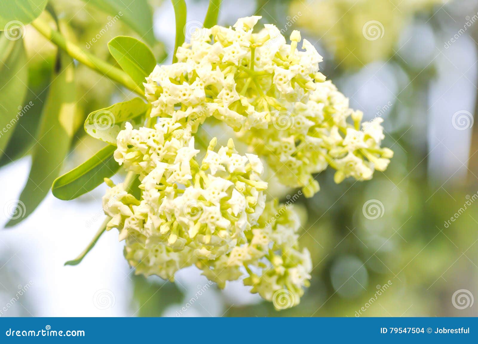 Dita, Devil Tree or Alstonia Scholaris Stock Photo - Image of botany ...