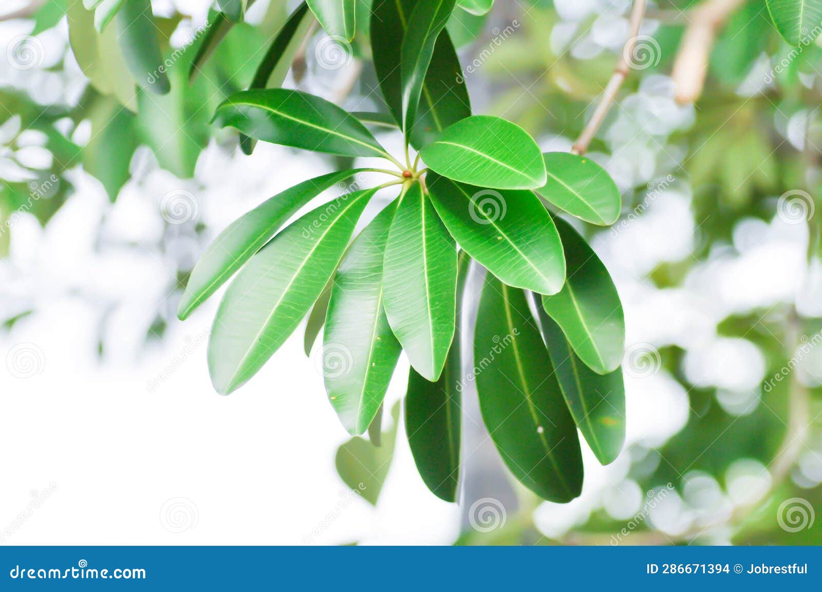 Dita, Devil Tree Or Alstonia Scholaris And Sky Stock Photography ...
