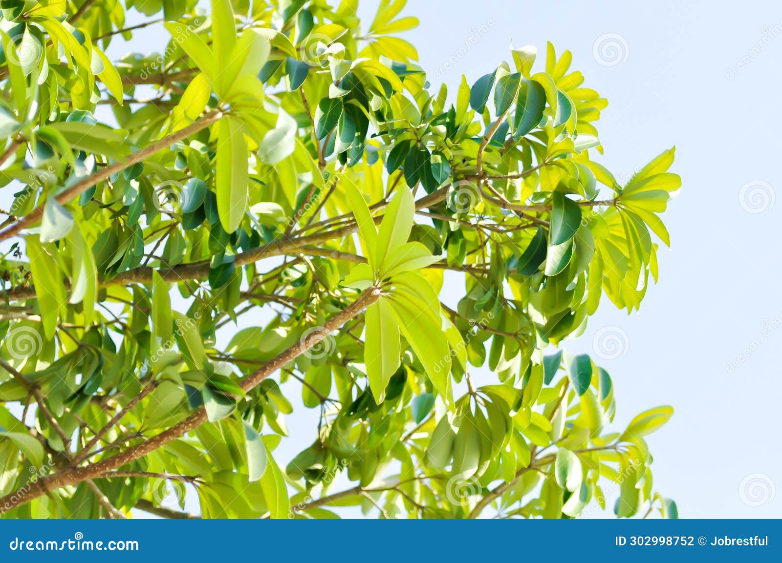 Dita, Devil Tree or Alstonia Scholaris and Sky Stock Photo - Image of ...